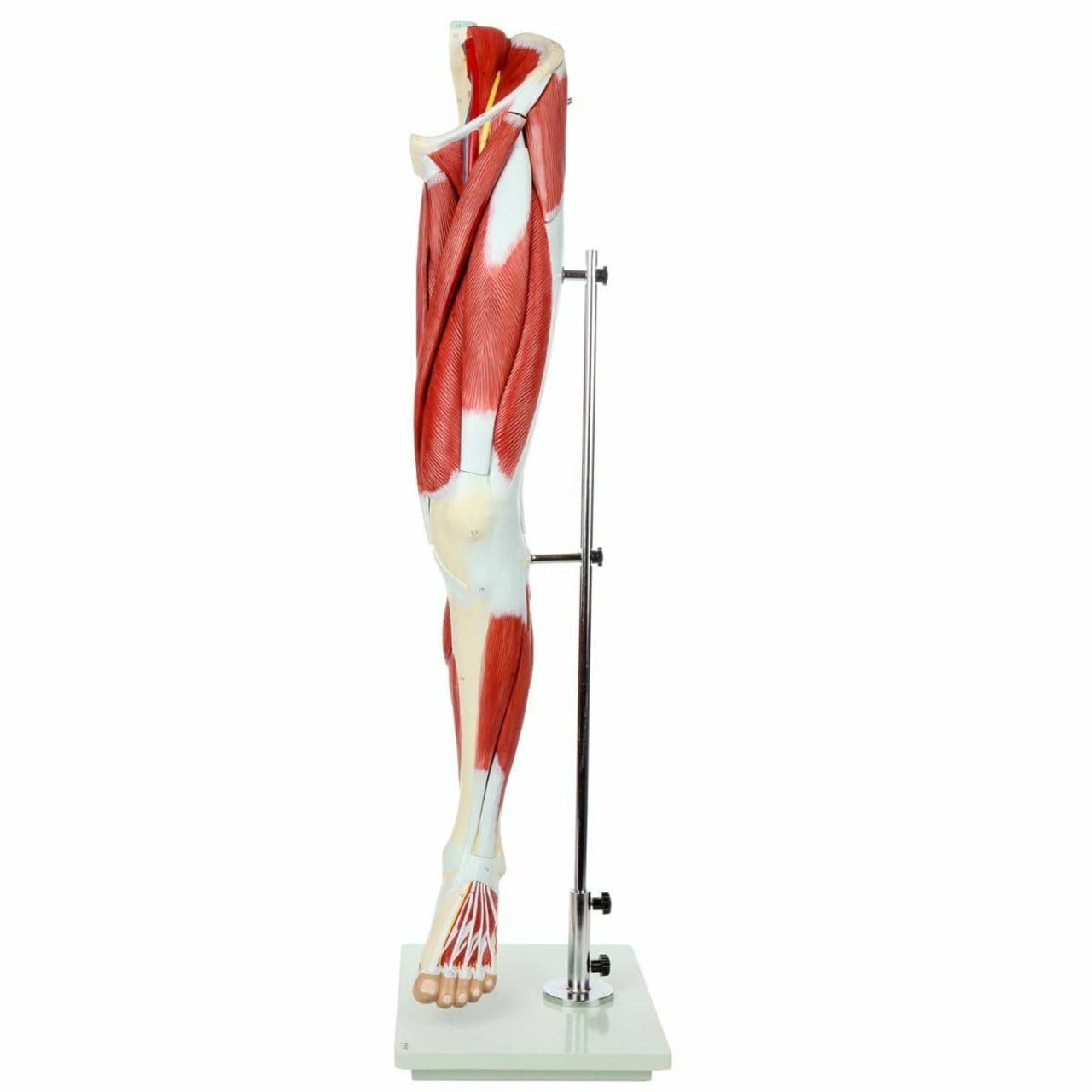 Buy Muscle of Human Leg Model at Best Price Online in India from Labmart.in