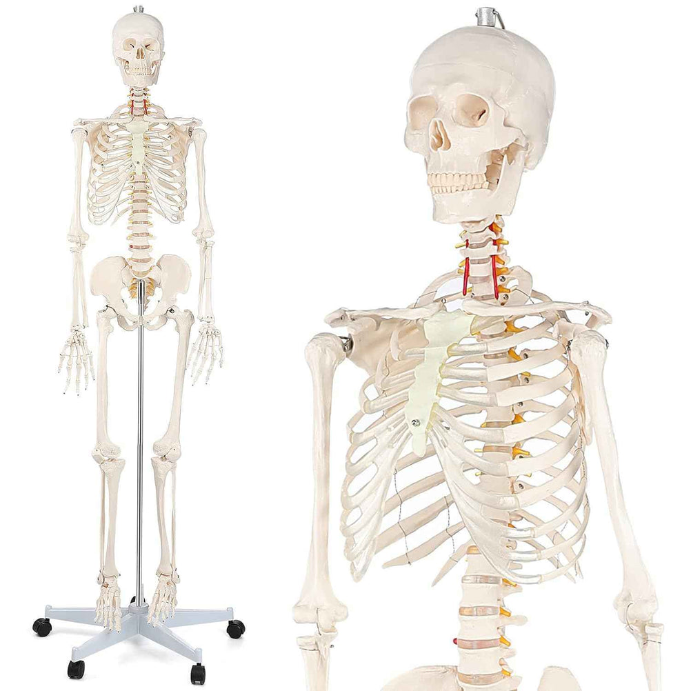 Buy Human Skeleton Life Size Articulated at Best Price Online in India ...