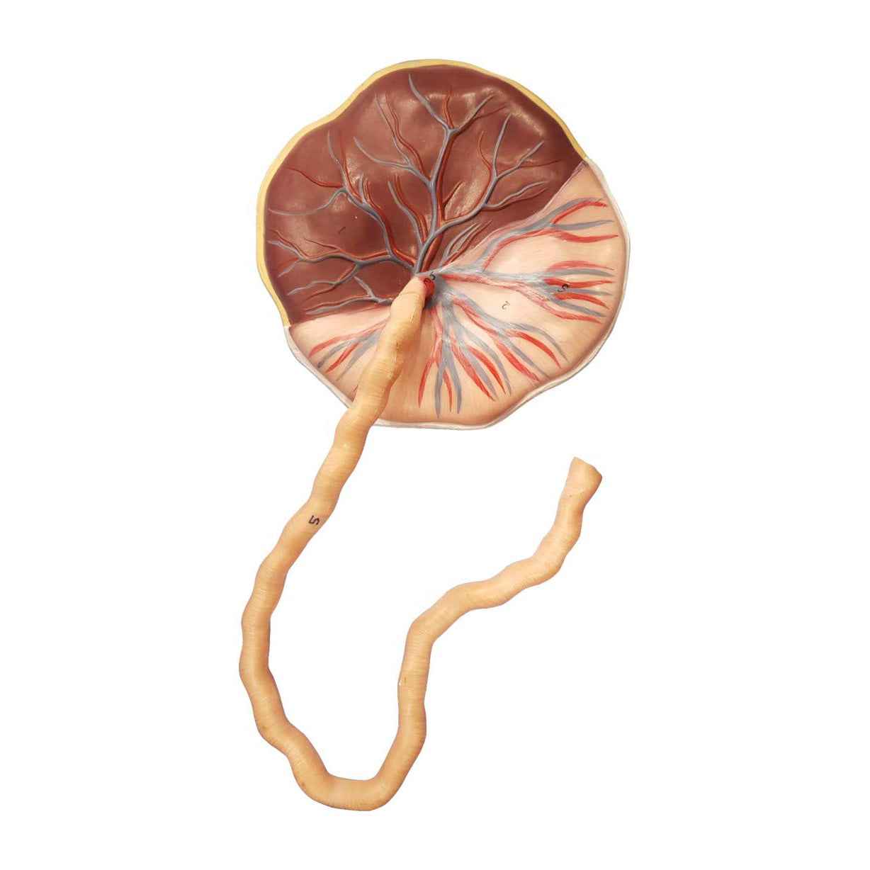 Buy Human Placenta Model with Cord at Best Price Online in India from ...